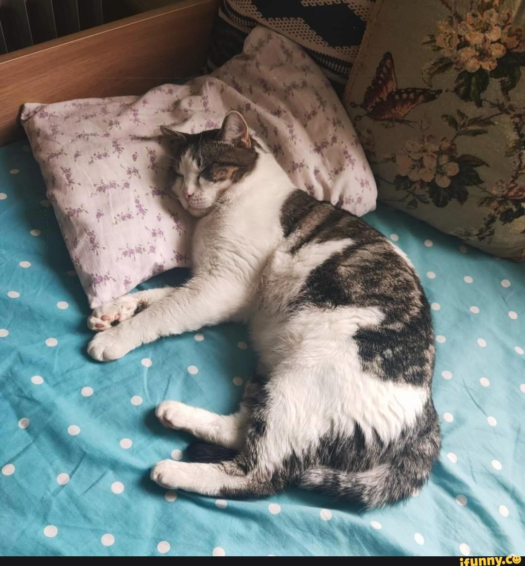 Piku memes. Best Collection of funny Piku pictures on iFunny