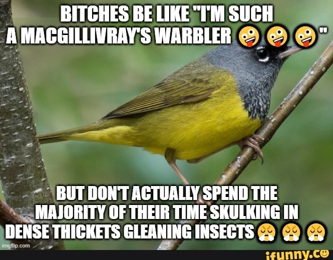 Macgillivrays memes. Best Collection of funny Macgillivrays pictures on ...