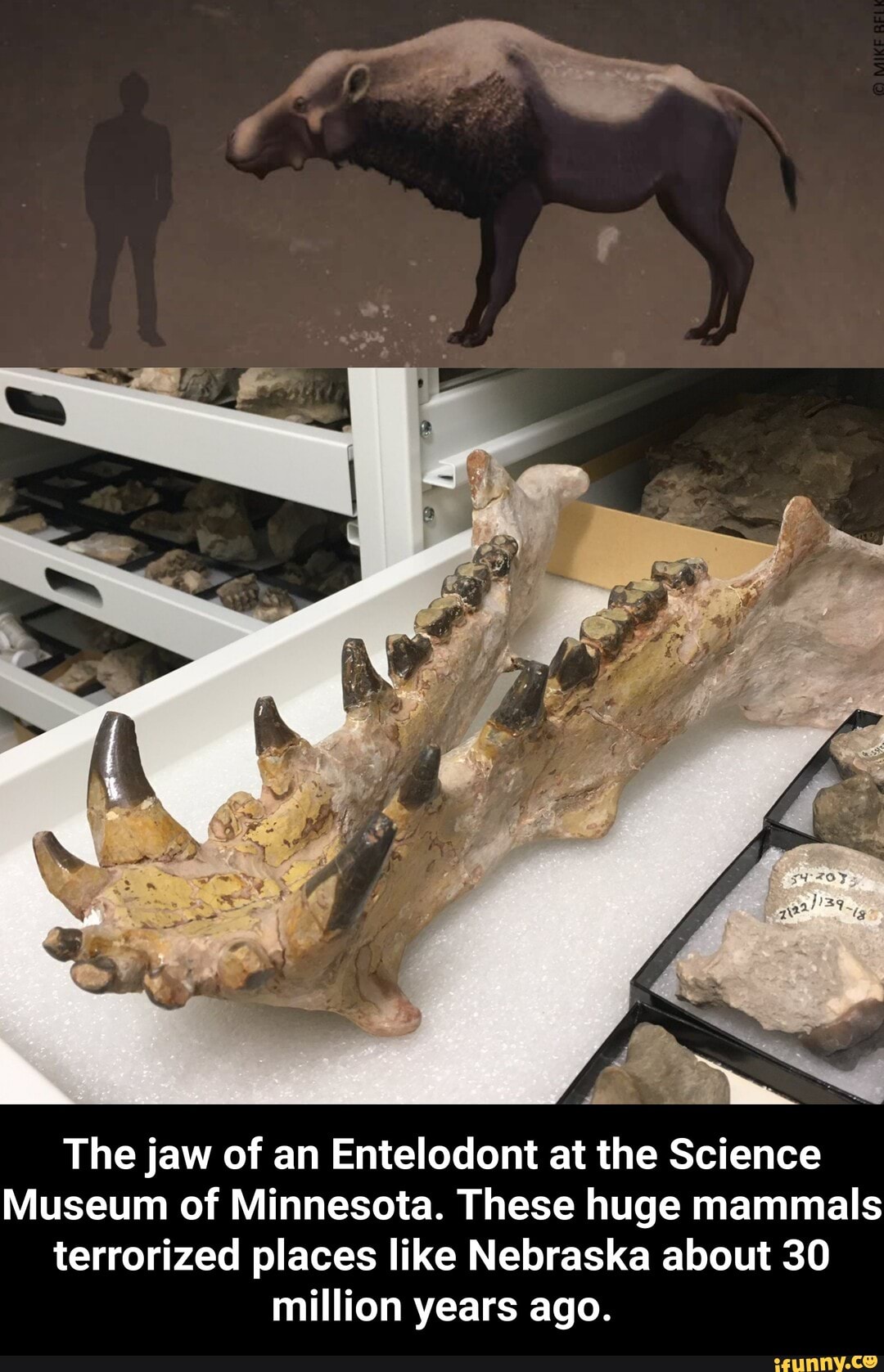 Entelodont memes. Best Collection of funny Entelodont pictures on iFunny