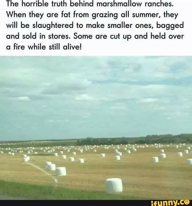 The horrible truth behind marshmallow ranches. When they are fat from ...