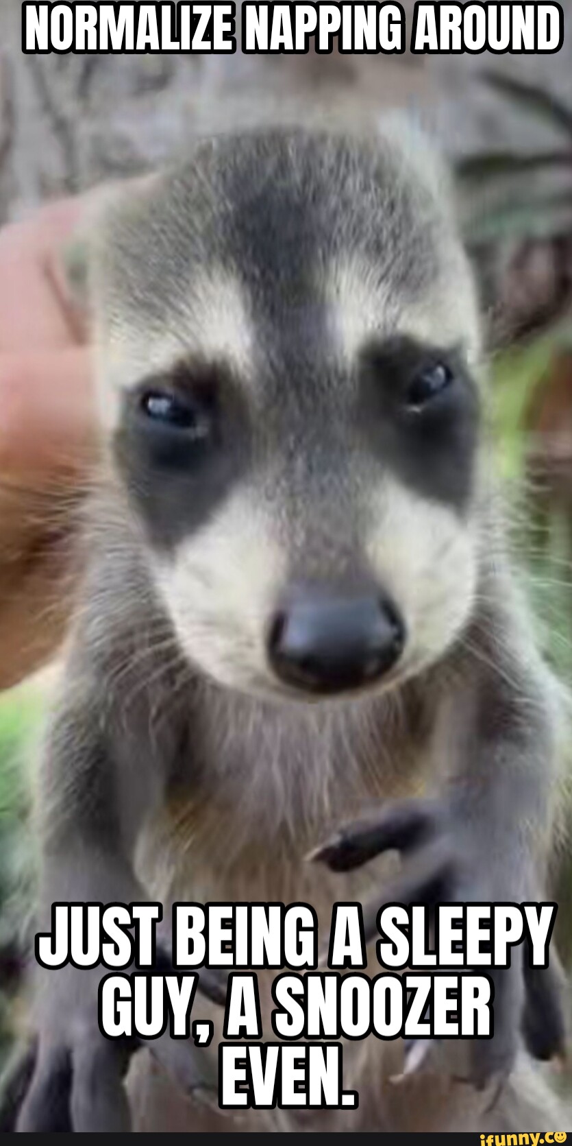 NORMALIZE NAPPING AROUND JUST BEING A SLEEPY GUY, A SNOOZER EVEN. - iFunny