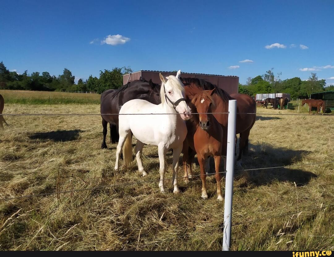 Appaloosa memes. Best Collection of funny Appaloosa pictures on iFunny