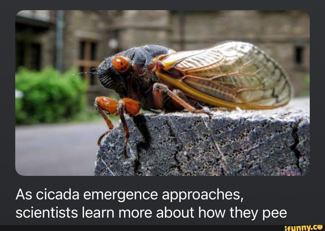 Emergence memes. Best Collection of funny Emergence pictures on iFunny