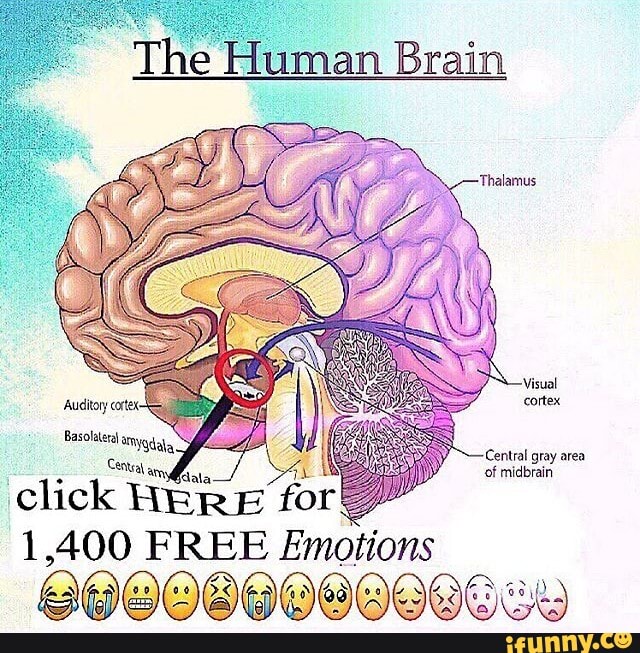 Midbrain memes. Best Collection of funny Midbrain pictures on iFunny