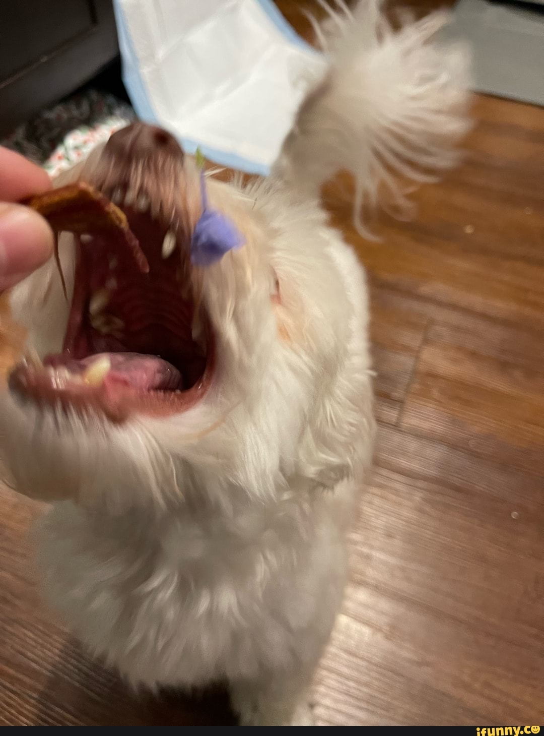 Maltipoo memes. Best Collection of funny Maltipoo pictures on iFunny