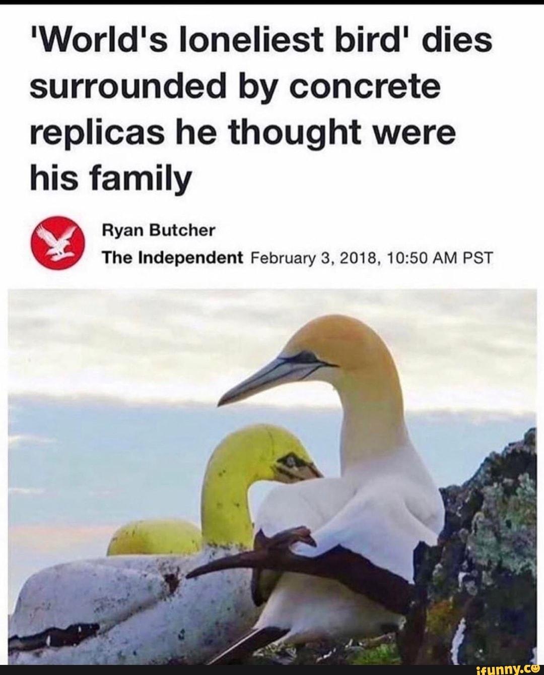'World's loneliest bird' dies surrounded by concrete replicas he ...