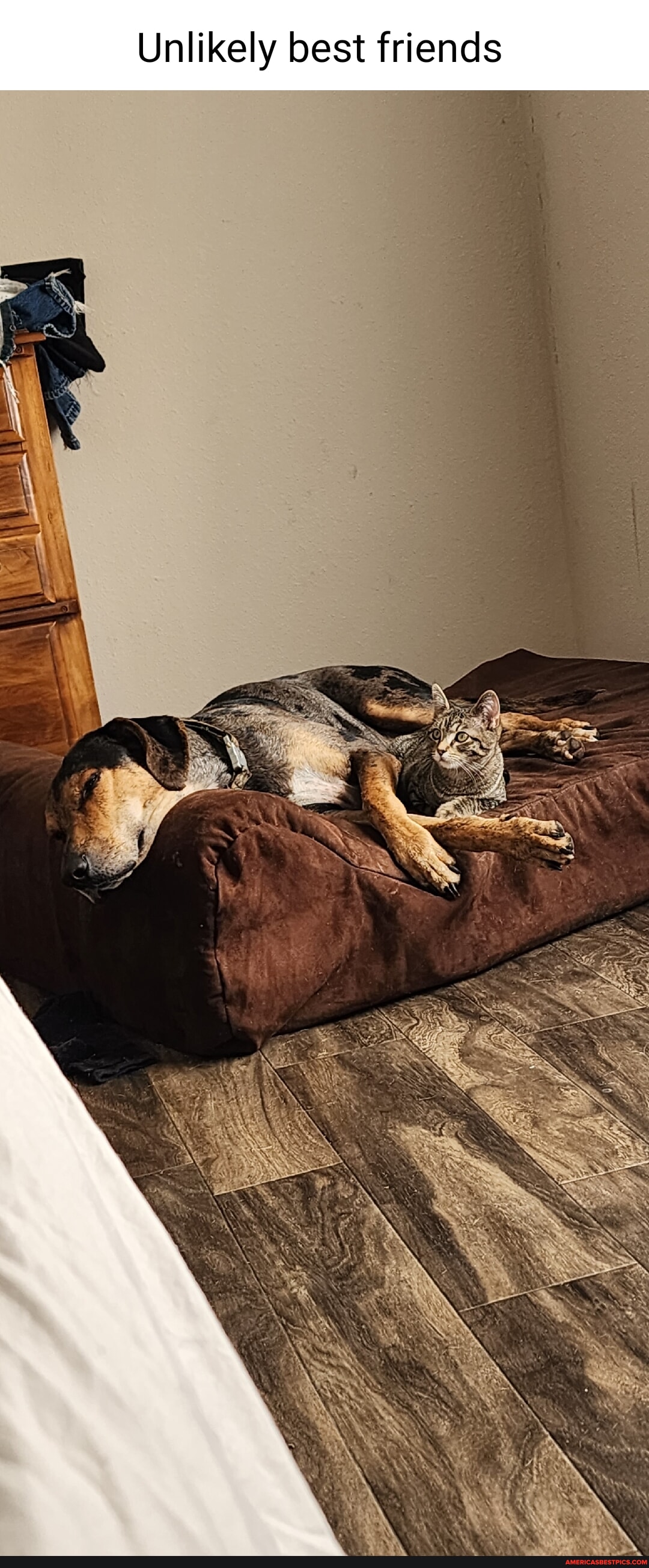 Unlikely best friends - America’s best pics and videos