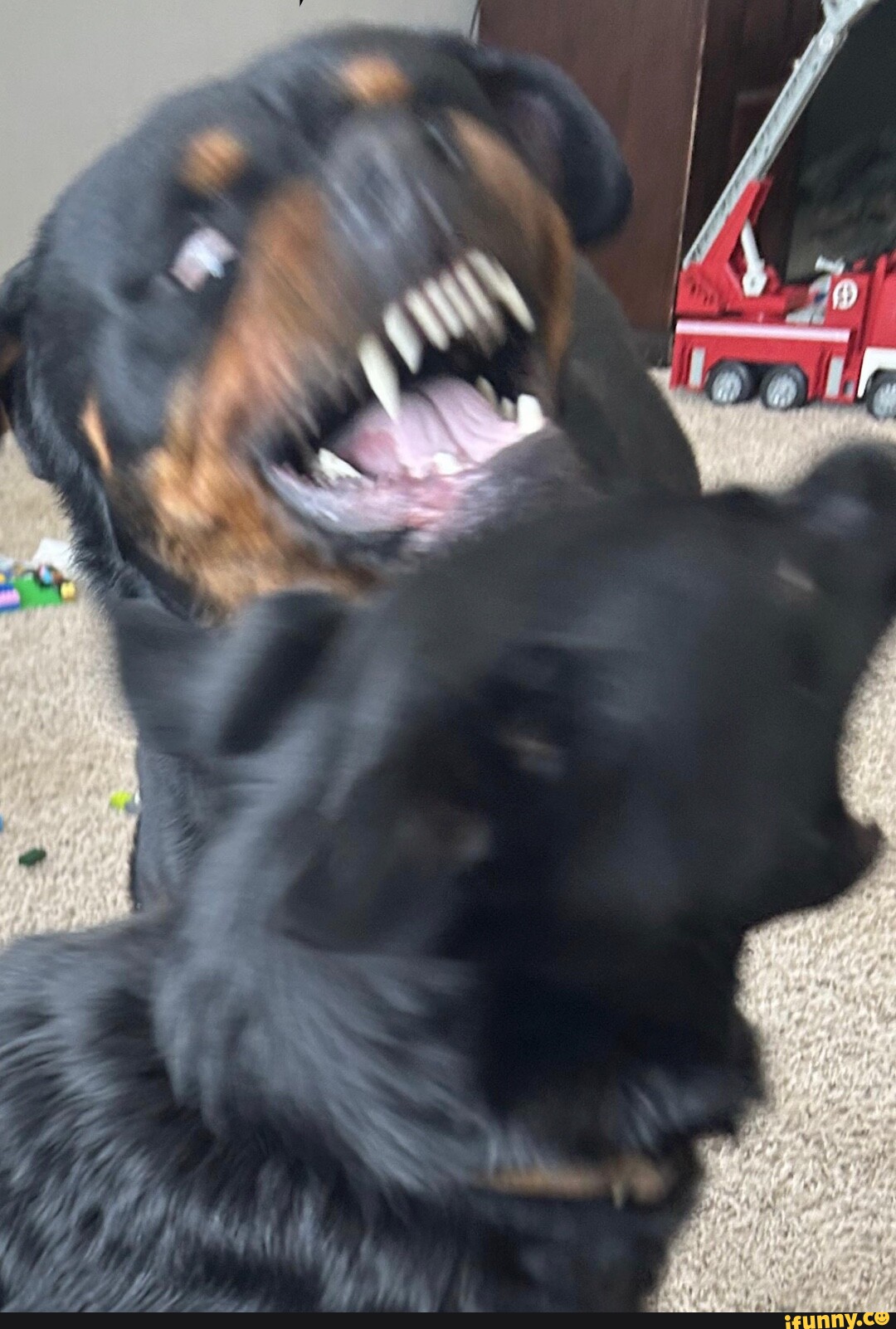 Fangs memes. Best Collection of funny Fangs pictures on iFunny