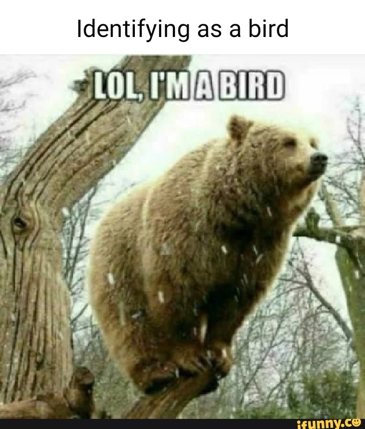 Identifying as a bird - iFunny
