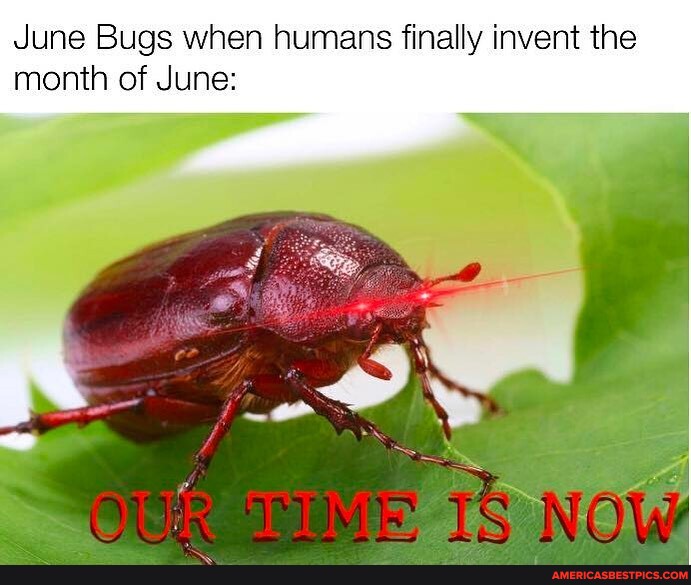 🪲 Meme by Dakota Baldwin - June Bugs when humans finally invent the ...