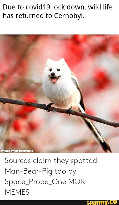 Sourcesclaimtheyspottedmanbearpigtoobyspaceprobeonemorememes memes ...