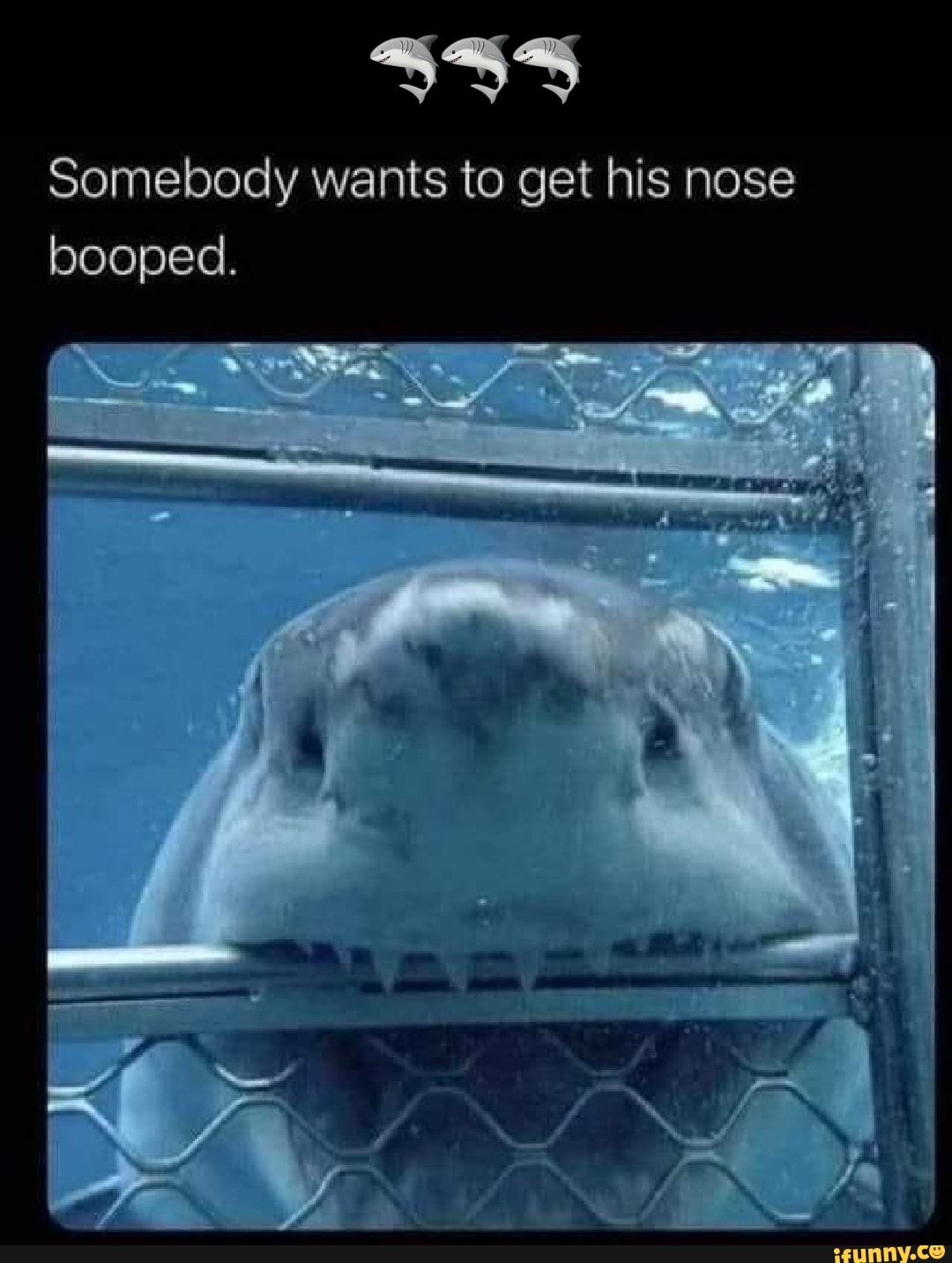 Booped memes. Best Collection of funny Booped pictures on iFunny