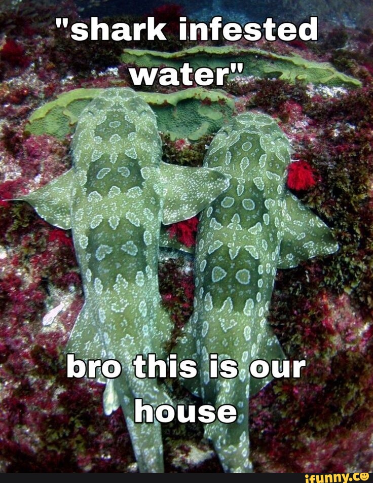 "shark infested water" bro this is our house - iFunny