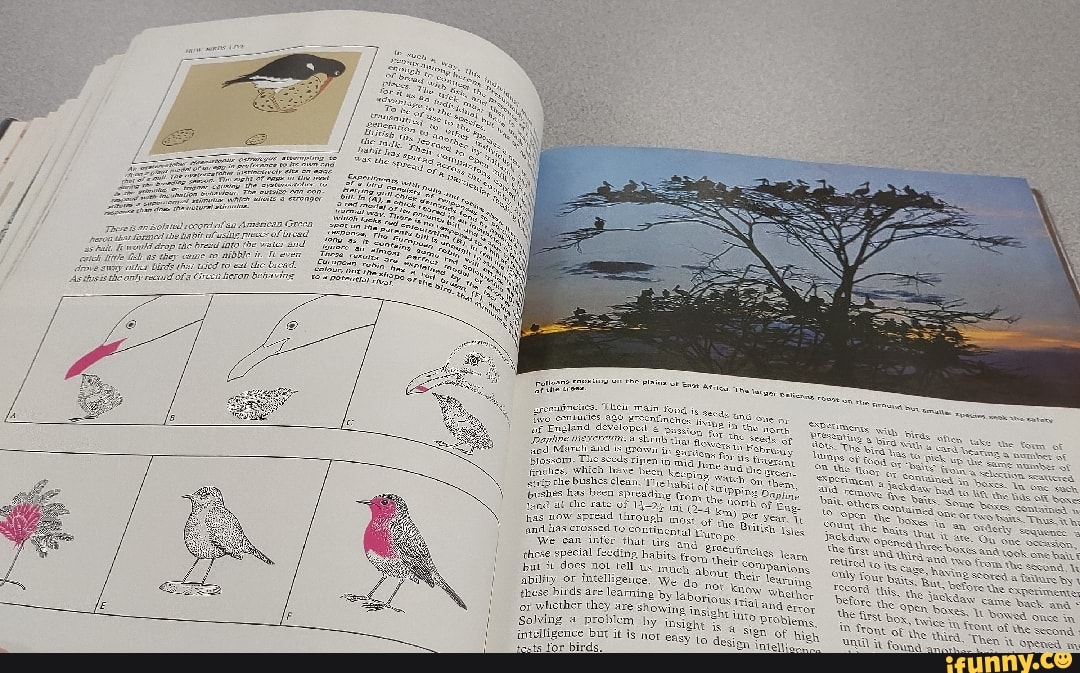 Wsus memes. Best Collection of funny Wsus pictures on iFunny