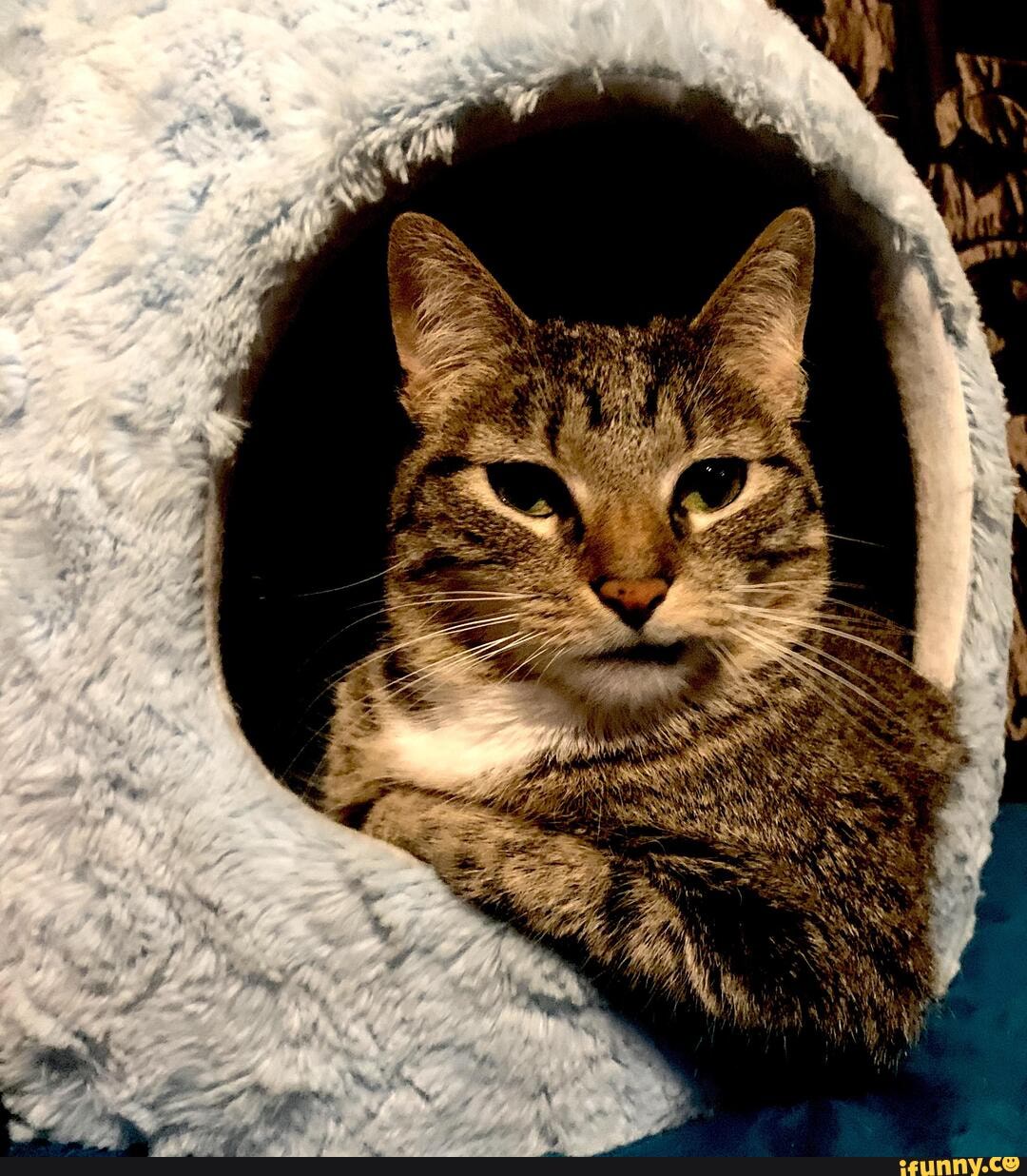 Bubby memes. Best Collection of funny Bubby pictures on iFunny