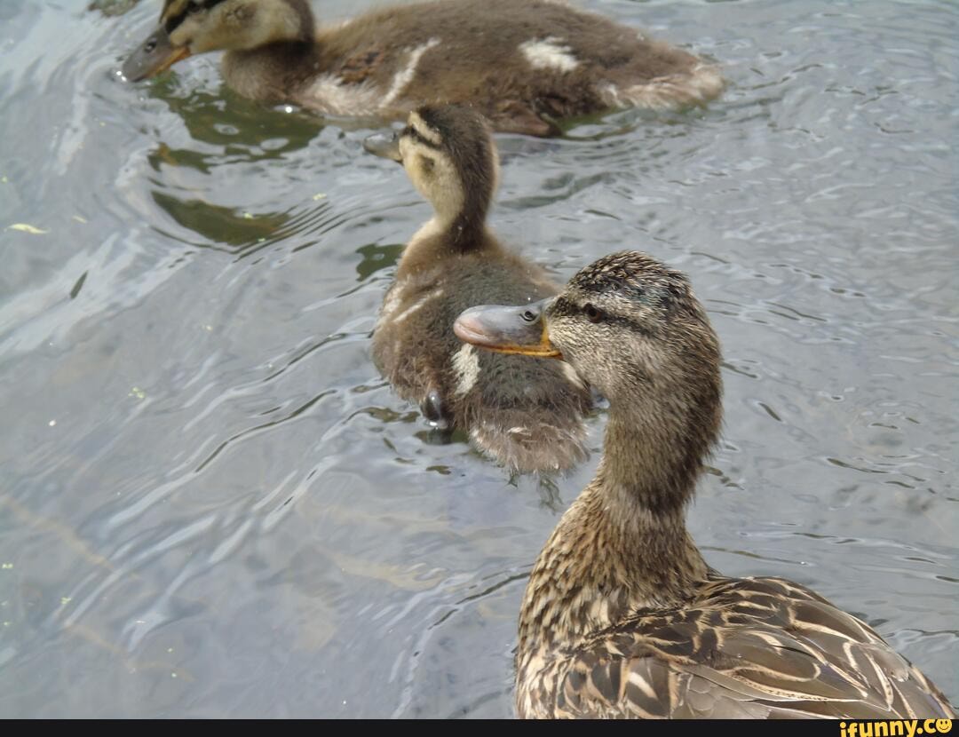 Ducker memes. Best Collection of funny Ducker pictures on iFunny