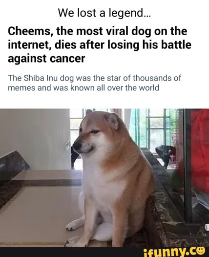 We lost a legend... Cheems, the most viral dog on the internet, dies ...