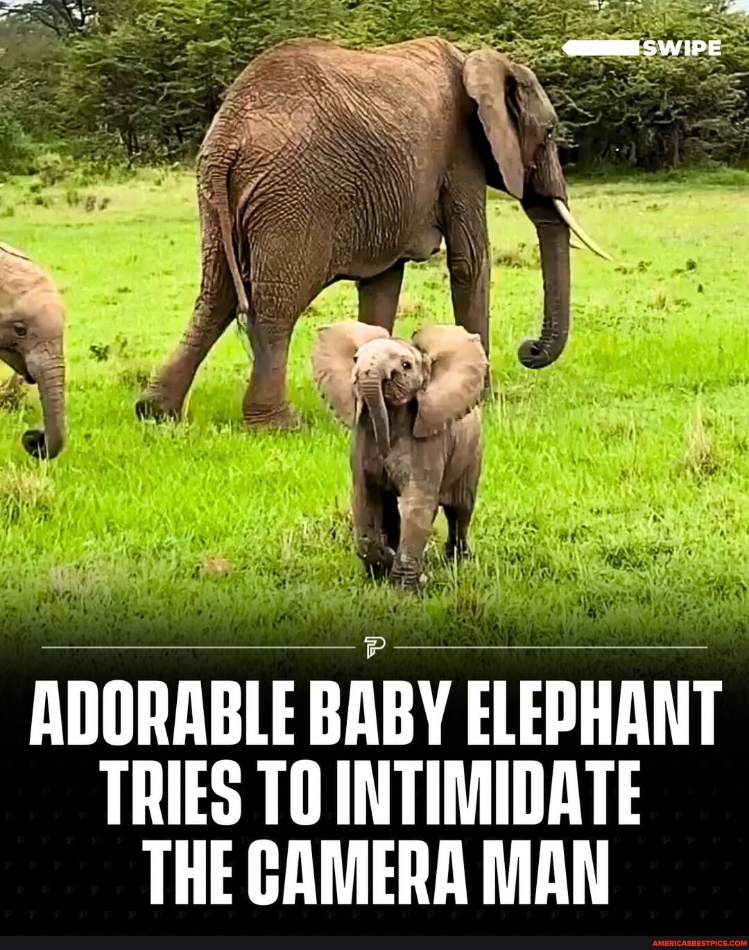 Swipe This is the scariest thing lve ever seen rdaps elephant ...