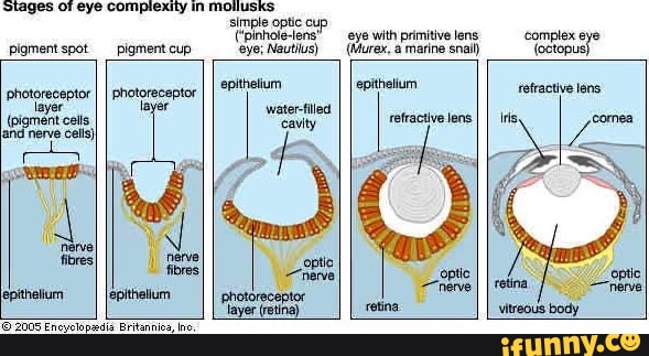 Stages of eye In MOBUSKS simple optic cup (ipinhole-lene" eye with lens ...