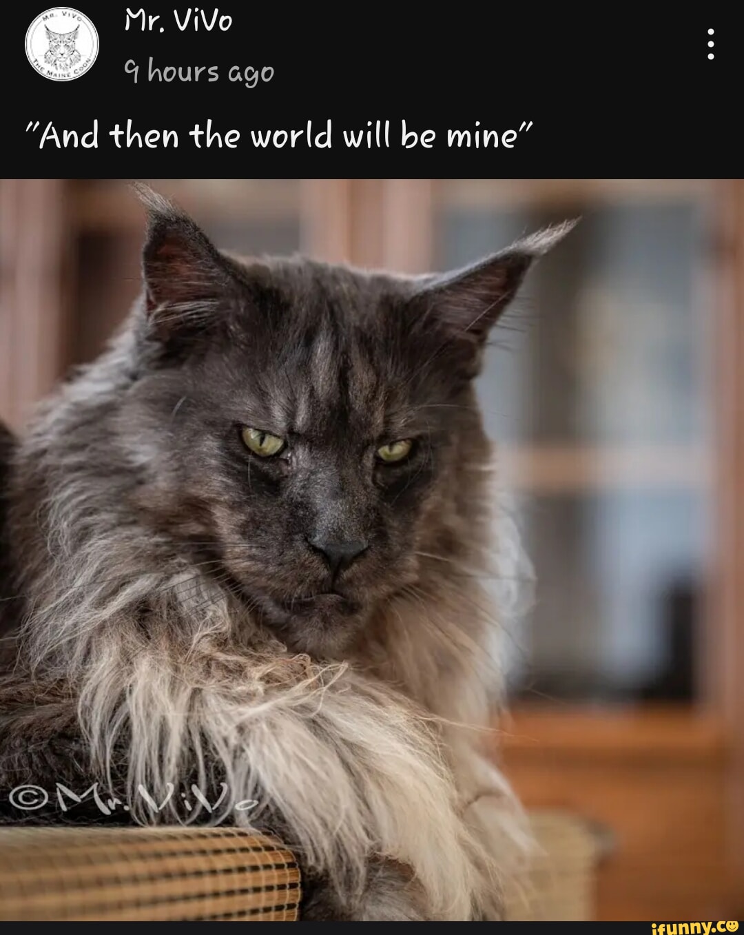 Vivo memes. Best Collection of funny Vivo pictures on iFunny