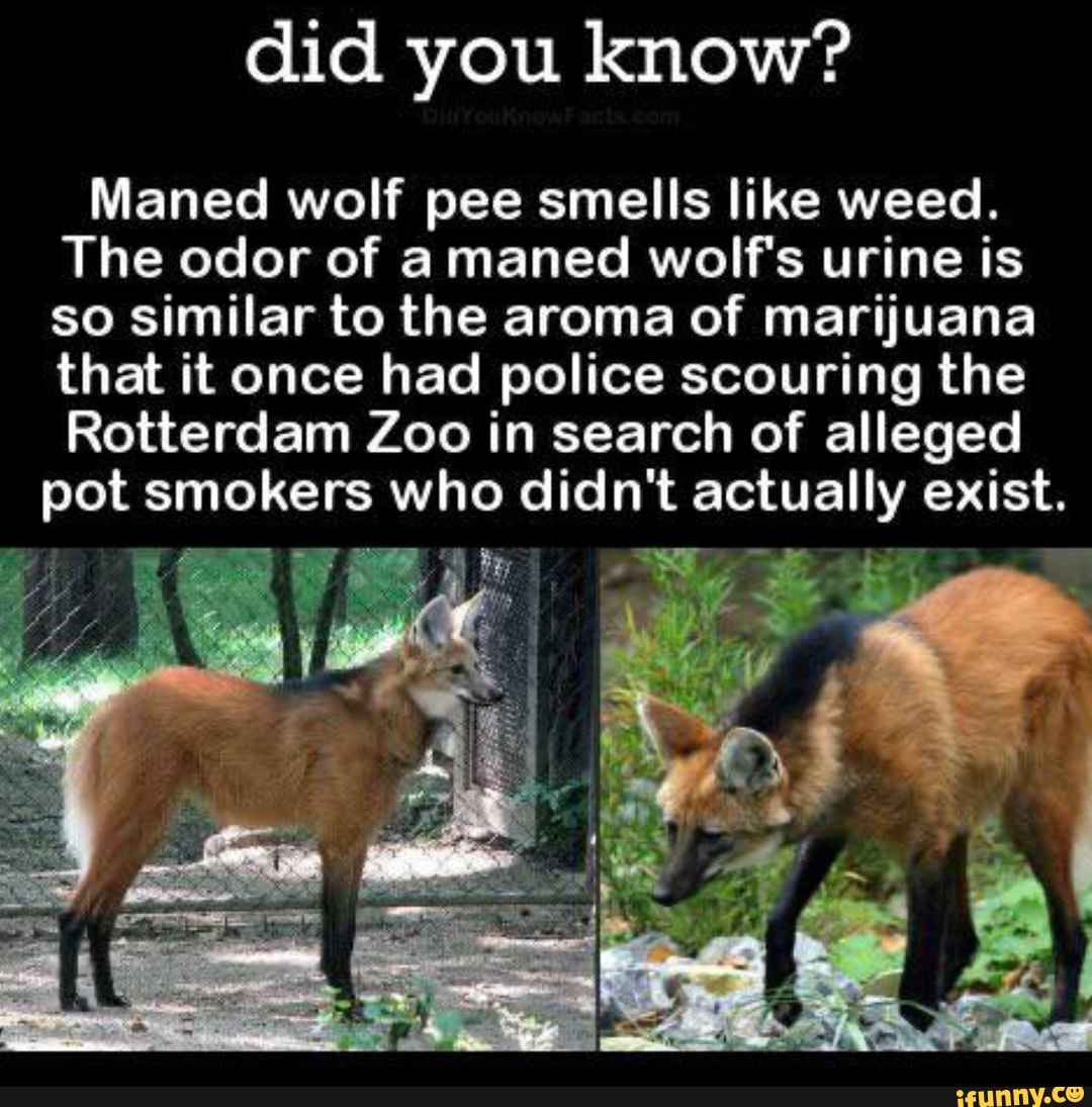 Did you know? Maned wolf pee smells like weed. The odor of amaned wolf's urine is so similar to ...