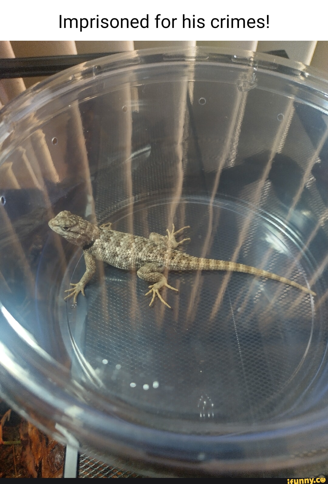 Lizard memes. Best Collection of funny Lizard pictures on iFunny