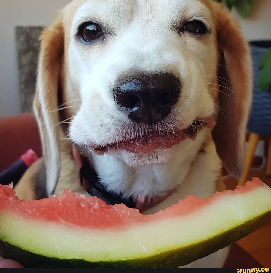 Porthos memes. Best Collection of funny Porthos pictures on iFunny