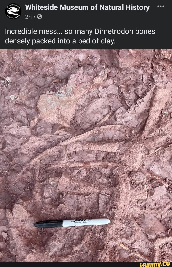 Dimetrodon memes. Best Collection of funny Dimetrodon pictures on iFunny