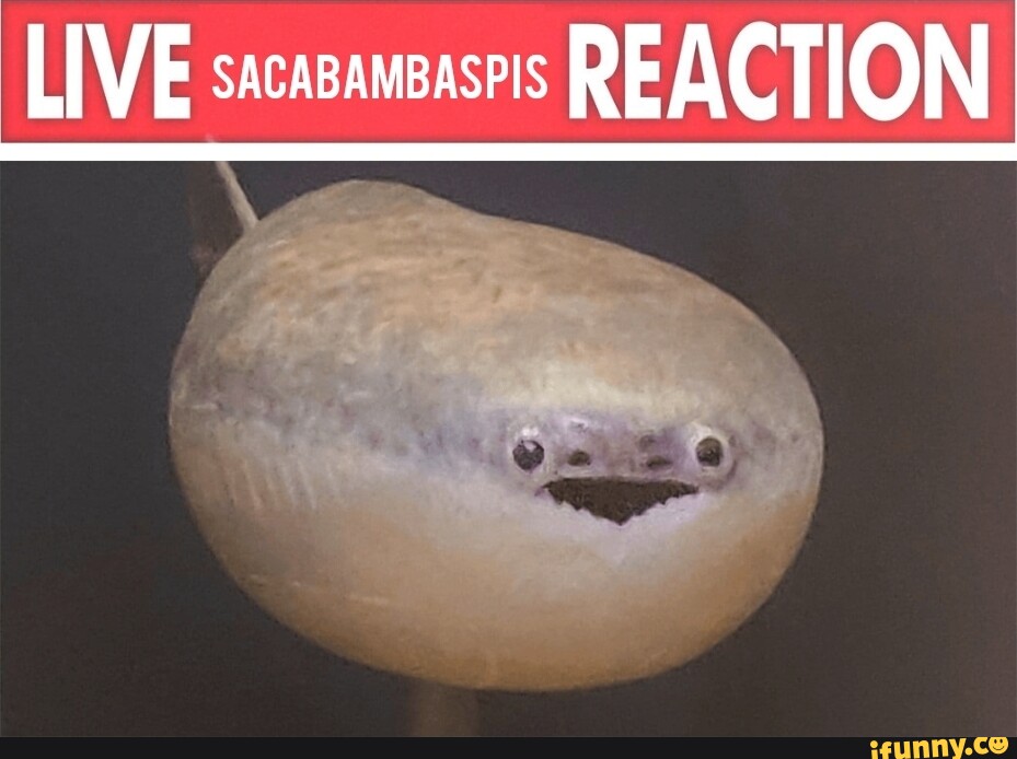 Sacabambaspis