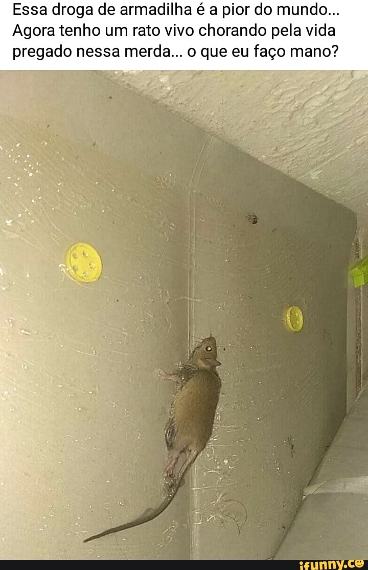 Essa droga de armadilha é a pior do mundo... Agora tenho um rato vivo ...
