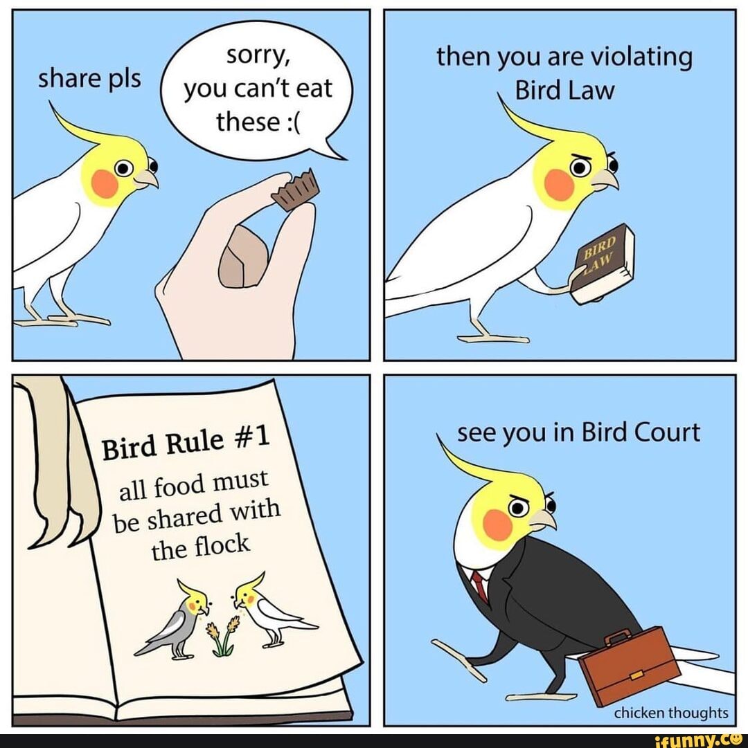 Bird Law Memes