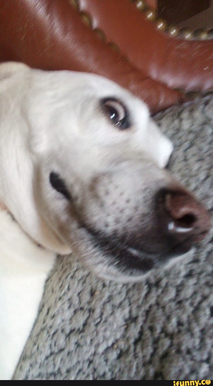 Wingsofredemption memes. Best Collection of funny Wingsofredemption ...