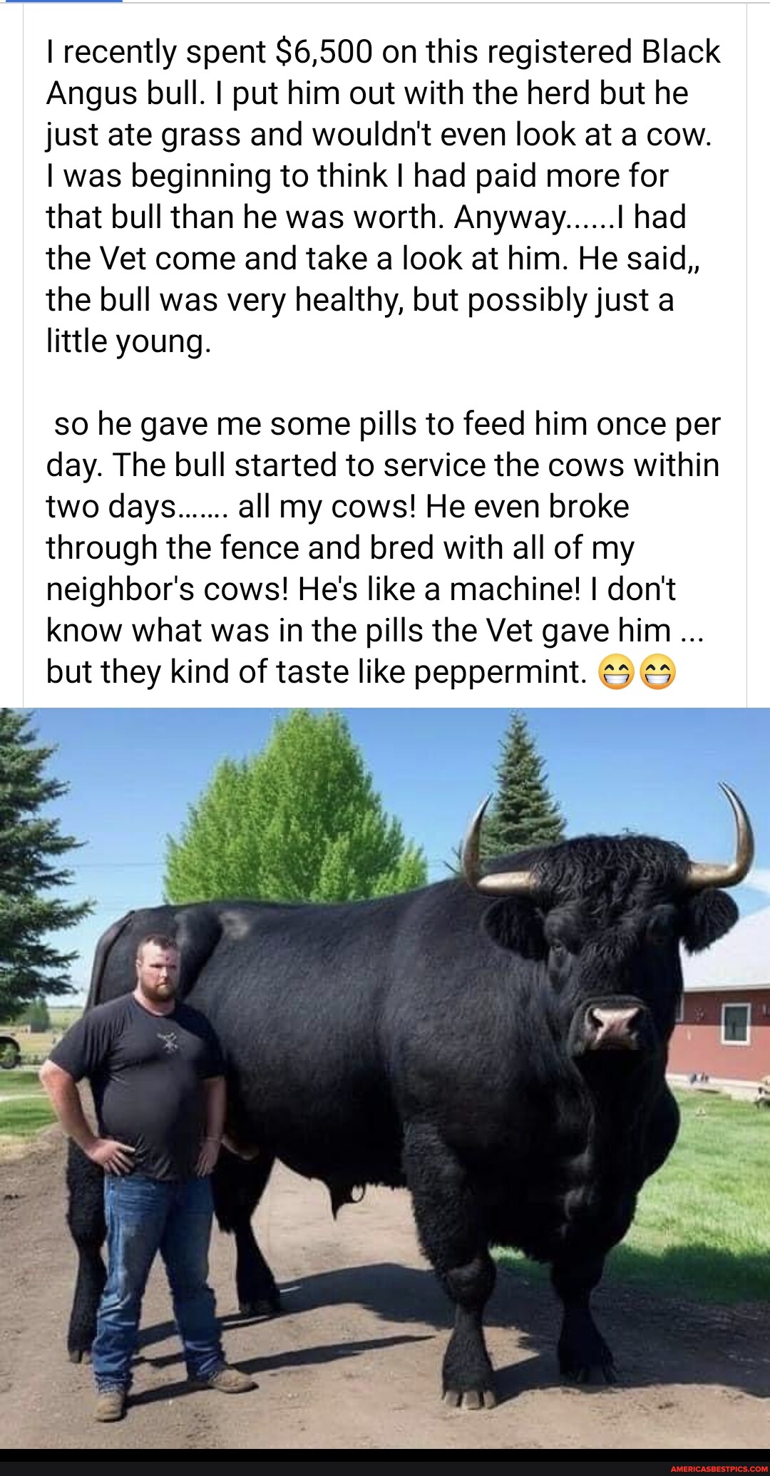 I recently spent $6,500 on this registered Black Angus bull. I put him ...