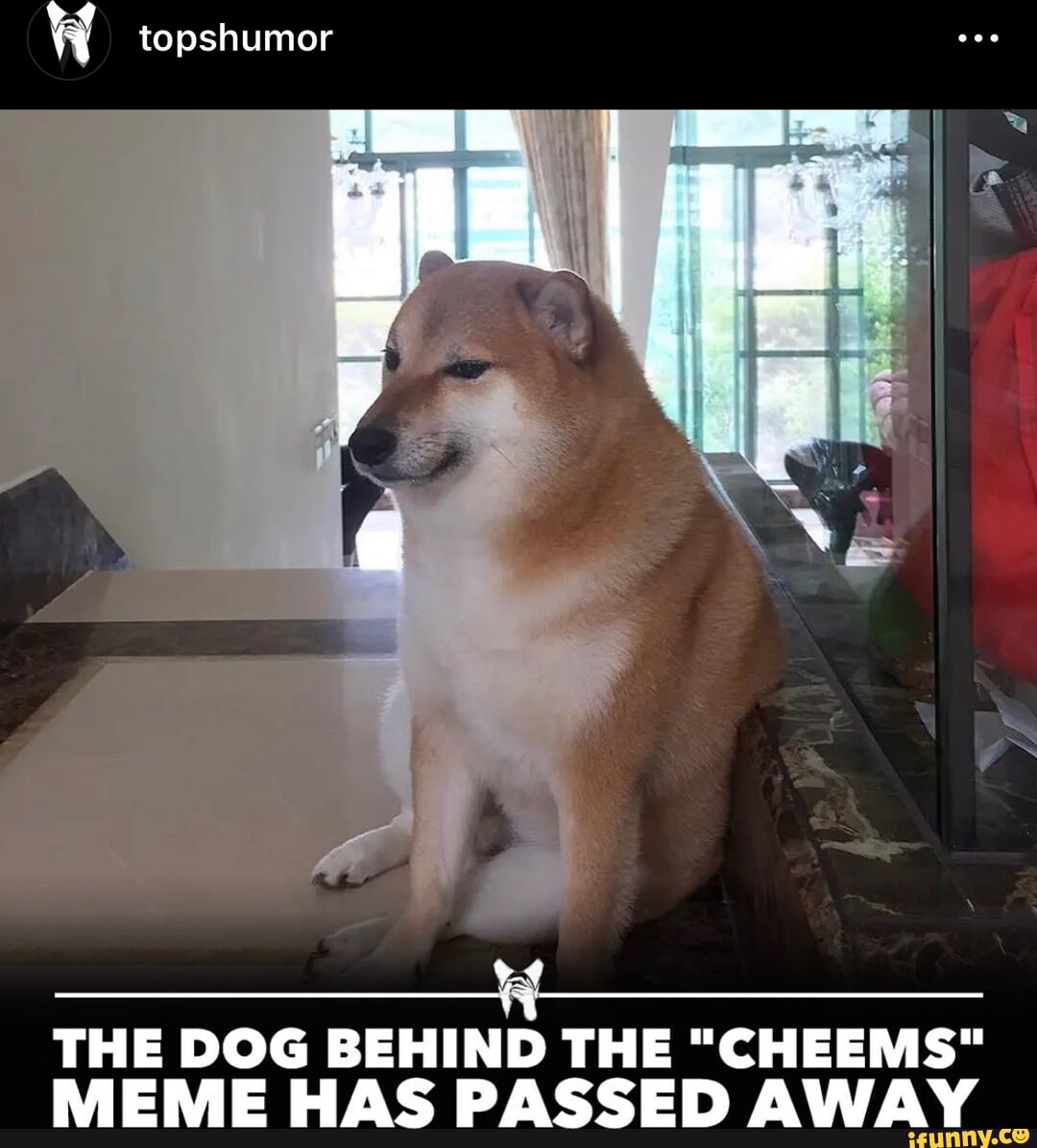 Topshumor Sm THE DOG BEHIND THE "CHEEMS" MEME HAS PASSED AWAY - iFunny