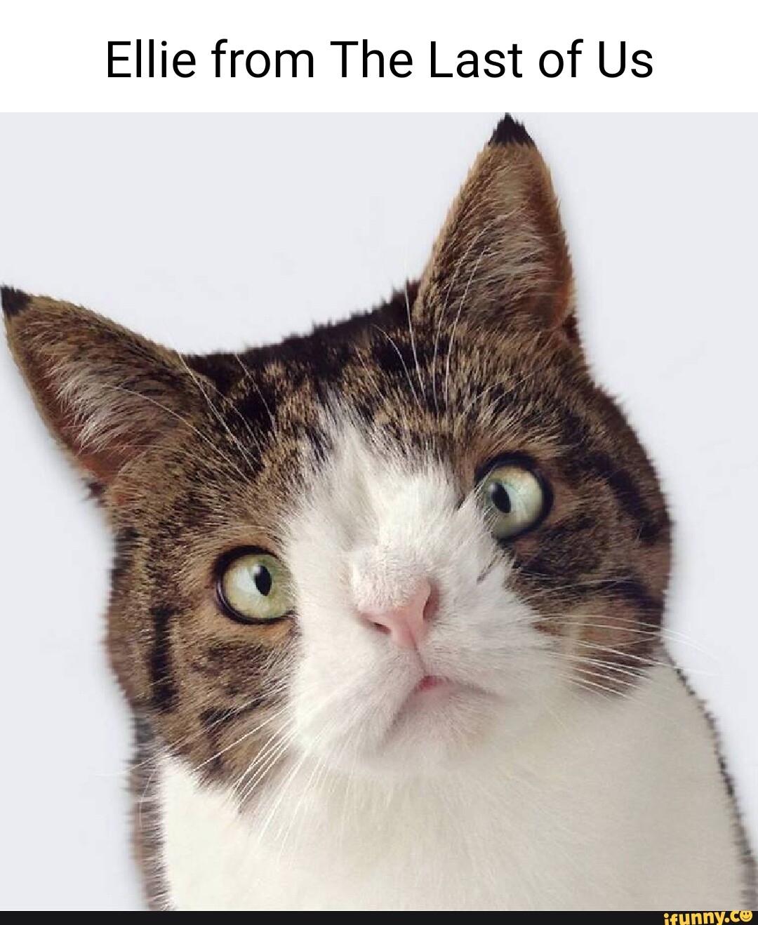 Ellie memes. Best Collection of funny Ellie pictures on iFunny