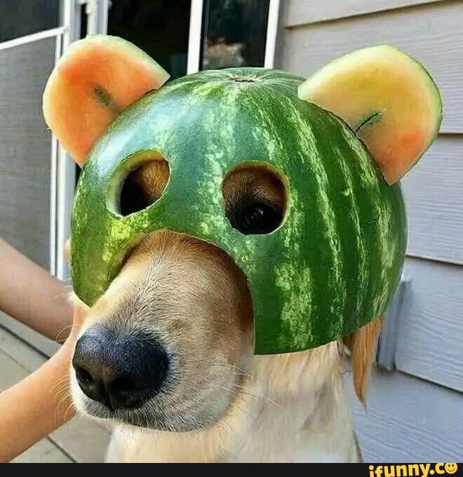 Doggos Wearing Watermelon Helmets - iFunny