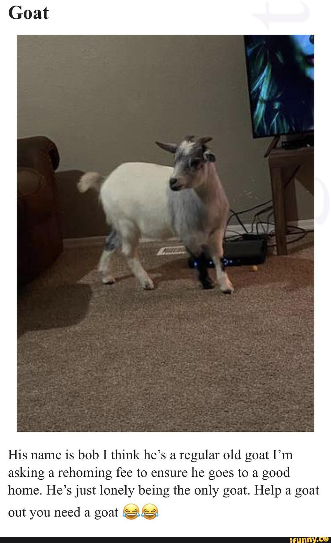 Goat His name is bob I think he's a regular old goat I'm asking a ...