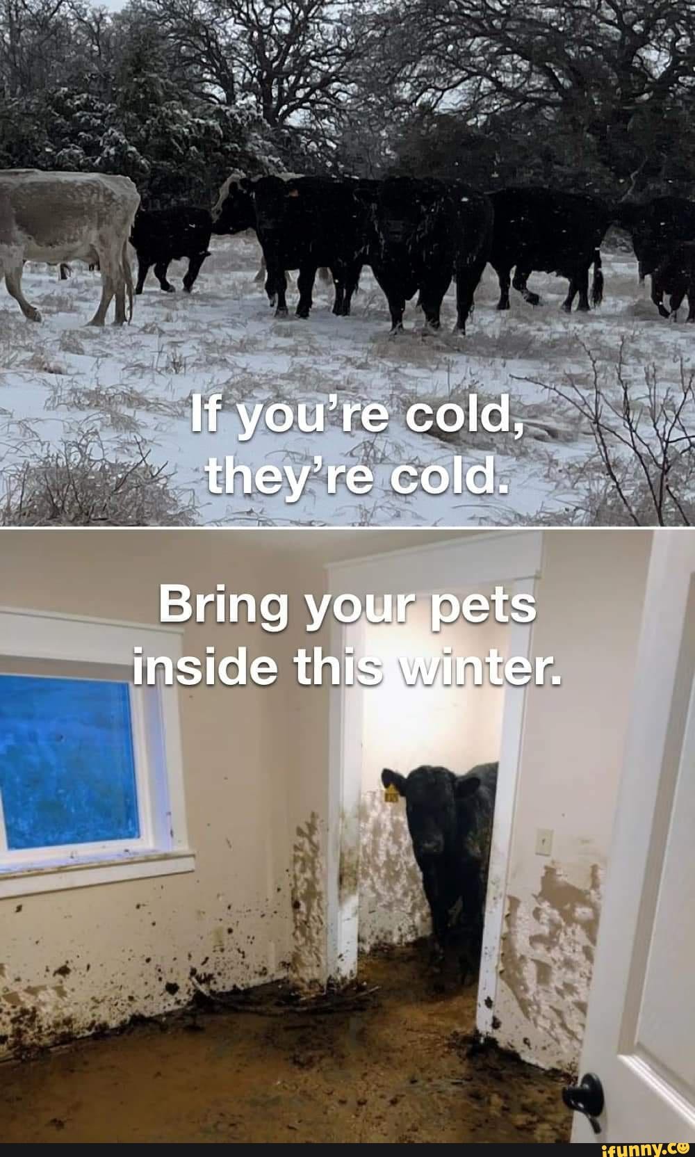 If you're cold, they're cold. Bring your pets inside this winter. - iFunny