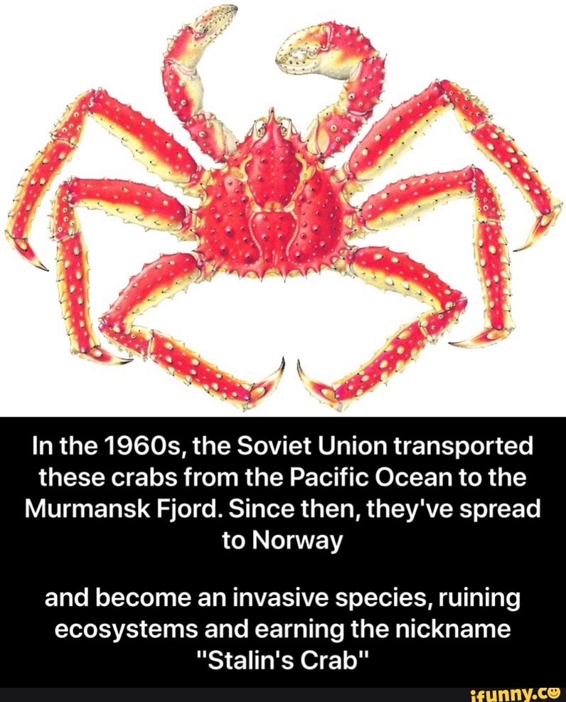 In the 1960s, the Soviet Union transported these crabs from the Pacific ...