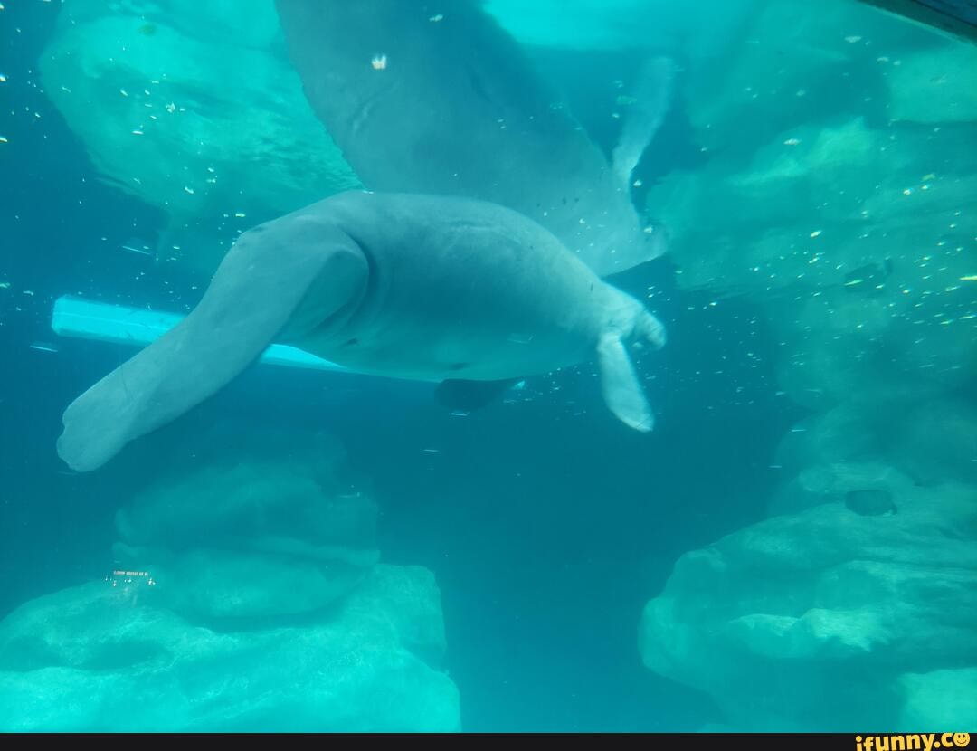 Sea_cow memes. Best Collection of funny Sea_cow pictures on iFunny