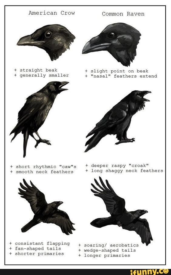 American Crow Common Raven + straight beak + slight point on beak ...