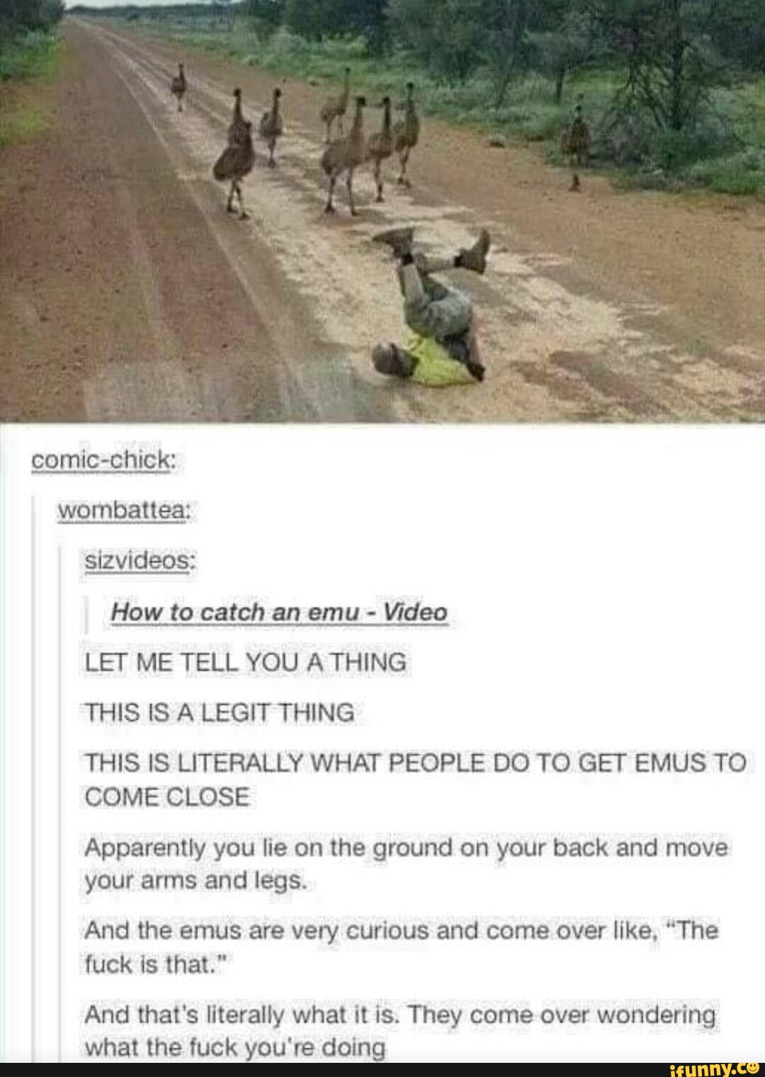 Emus memes. Best Collection of funny Emus pictures on iFunny