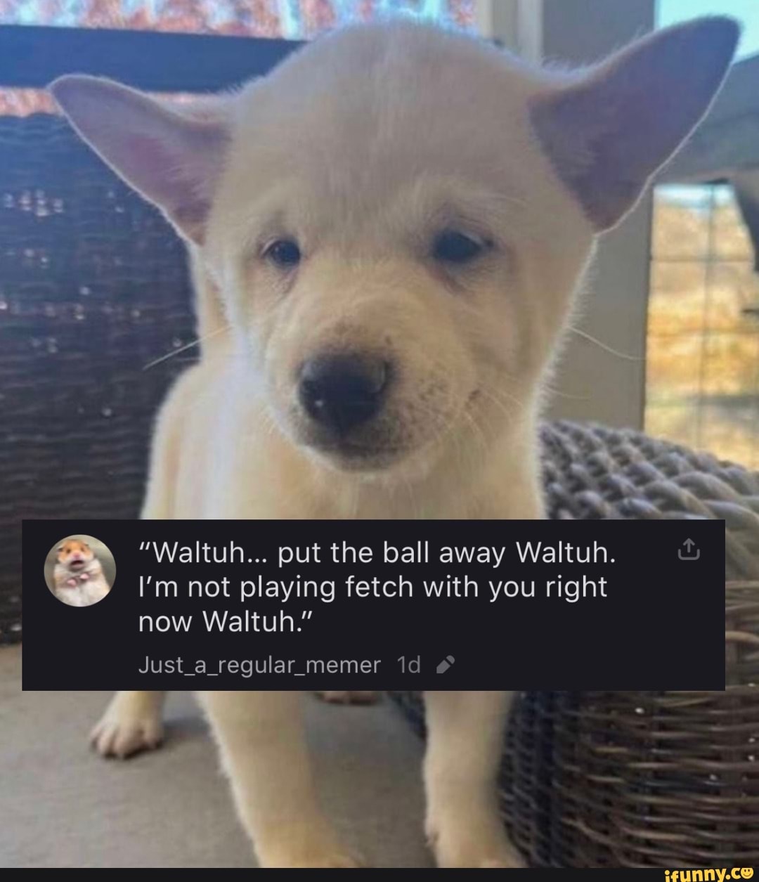 "Waltuh... put the ball away Waltuh. I'm not playing fetch with you ...