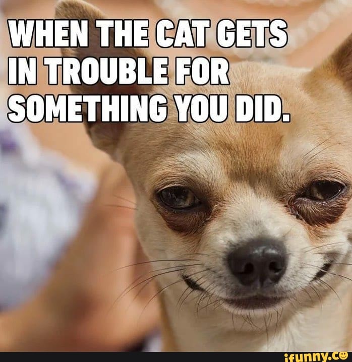 WHEN THE CAT GETS IN TROUBLE FOR SOMETHING YOU DID. - iFunny