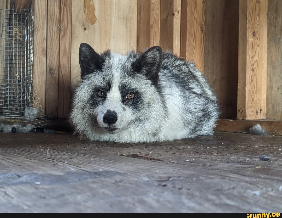 Tfm_malachi memes. Best Collection of funny Tfm_malachi pictures on iFunny