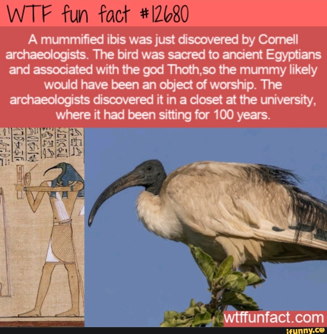 WTF fun fact A mummified ibis was just discovered by Cornell ...