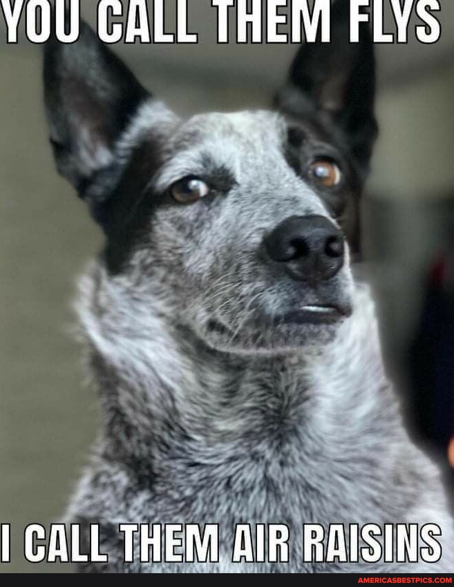 YUU GALL THEN FLYo I CALL THEM AIR RAISINS - America’s best pics and videos