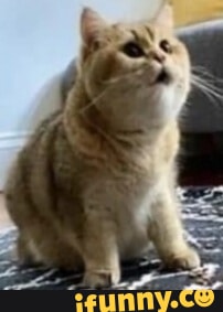 Gawk memes. Best Collection of funny Gawk pictures on iFunny