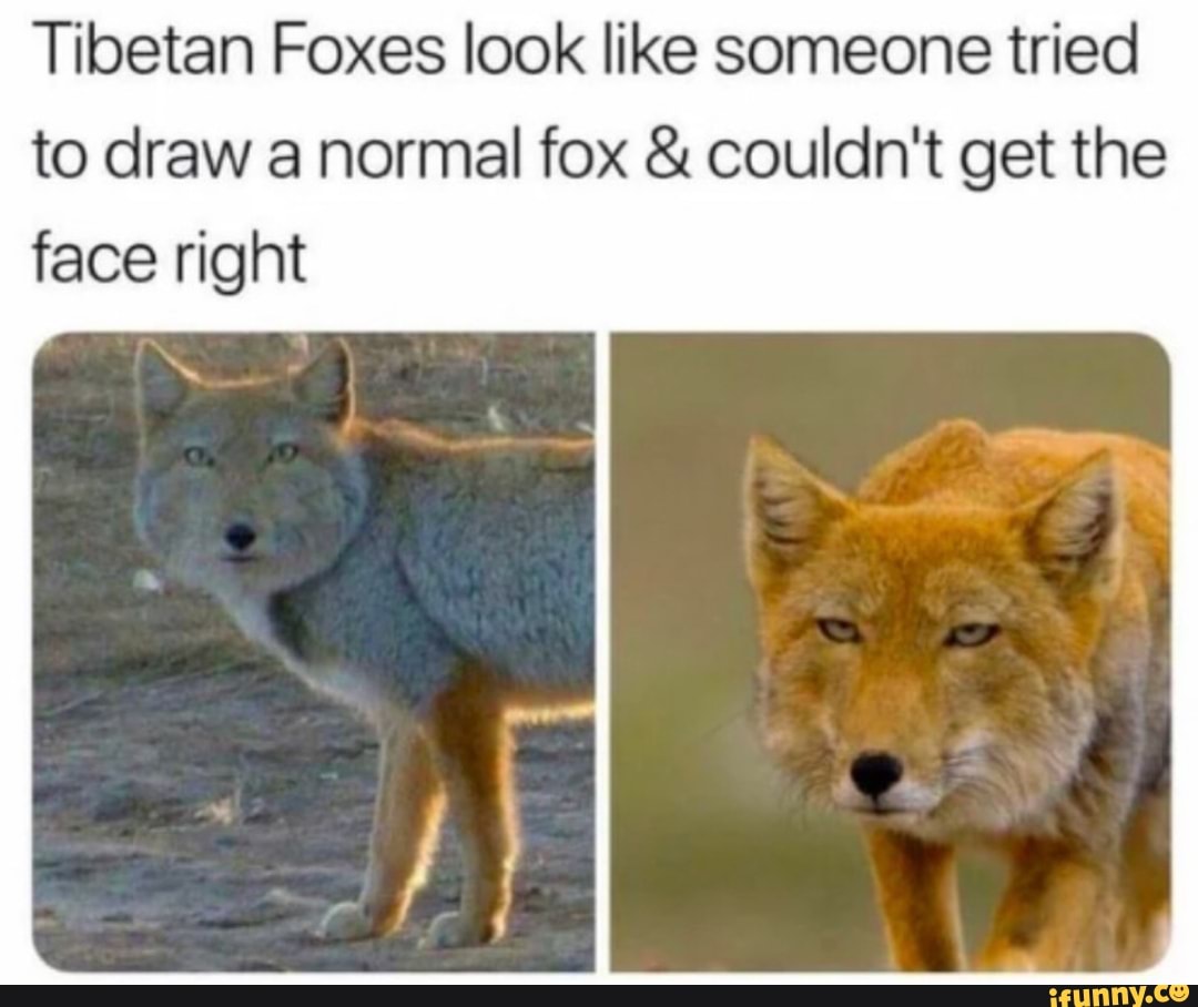 Tibetan Foxes look like someone tried to draw a normal fox couldn't get ...