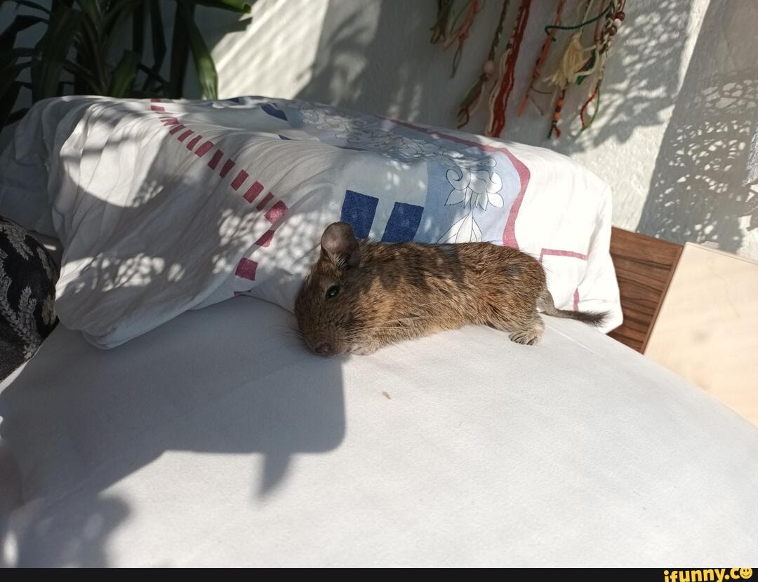 Degu memes. Best Collection of funny Degu pictures on iFunny